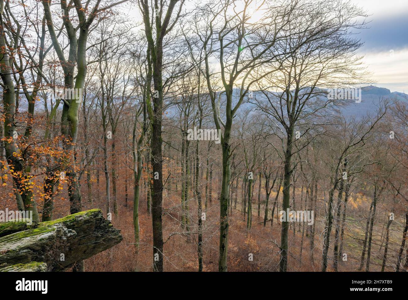 Aerial view from Hill with autumn woodscape near Brilon in German ...