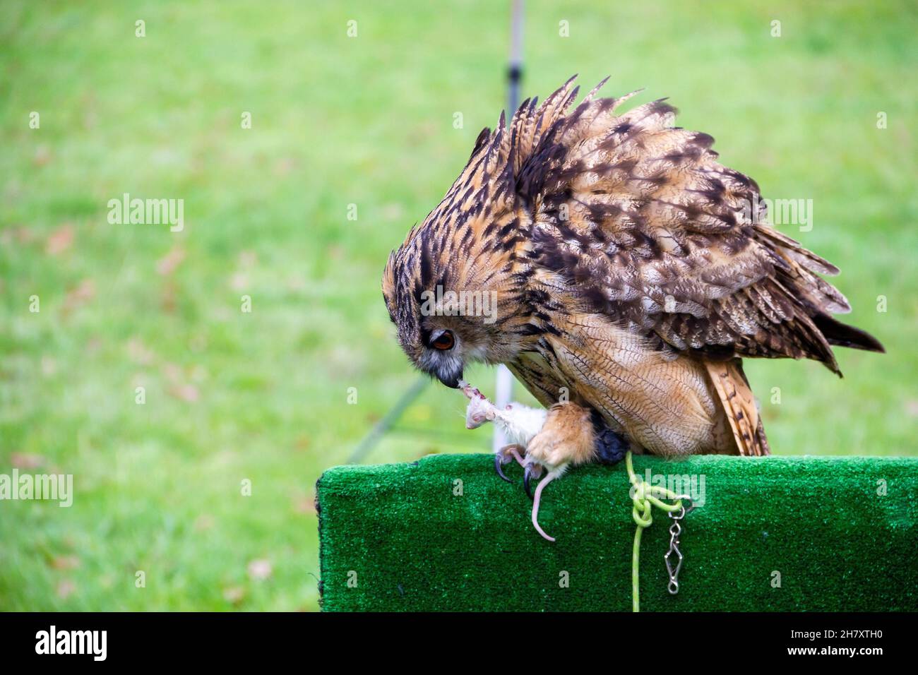 Eagle with mouse hi-res stock photography and images - Alamy