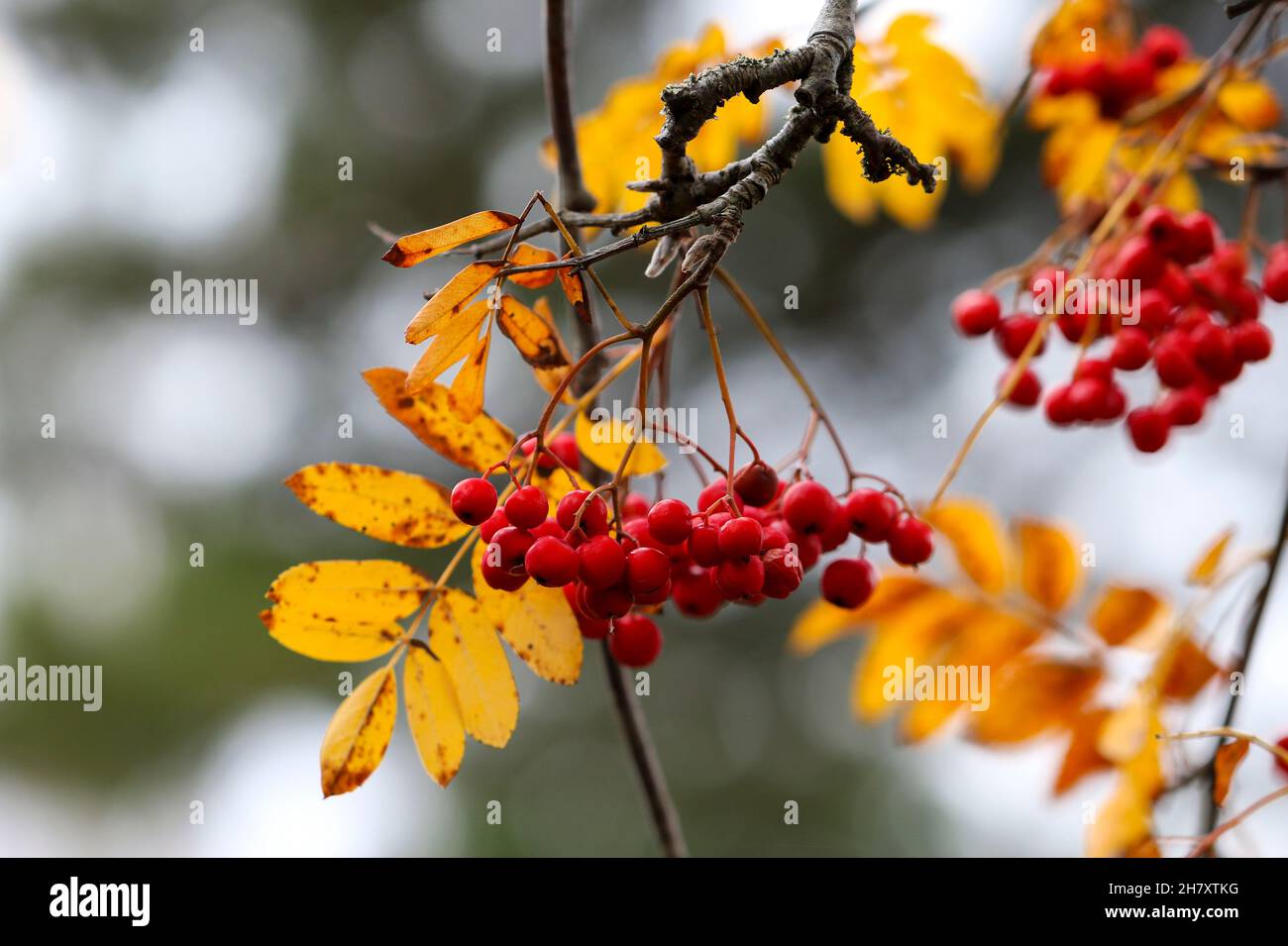 Bright red berries and yellow leaves of Rowan tree "Sorbus" with ...