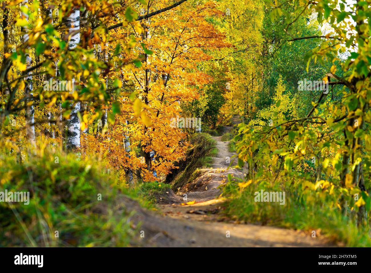 A pedestrian path going into the distance in the autumn forest ...