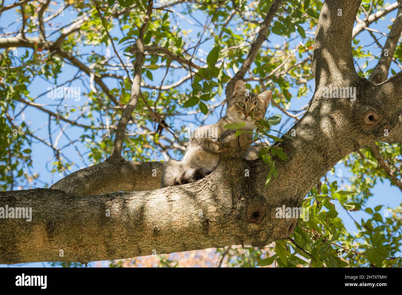 cat in the tree on sunny day - a cute kitten climbing up in the tree in ...