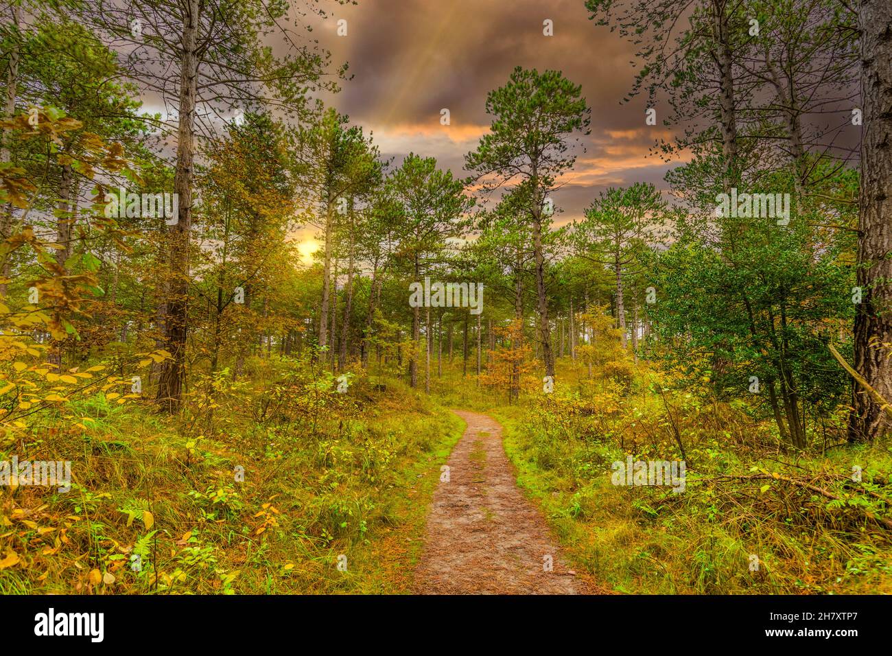 Sun setting over forest hi-res stock photography and images - Alamy