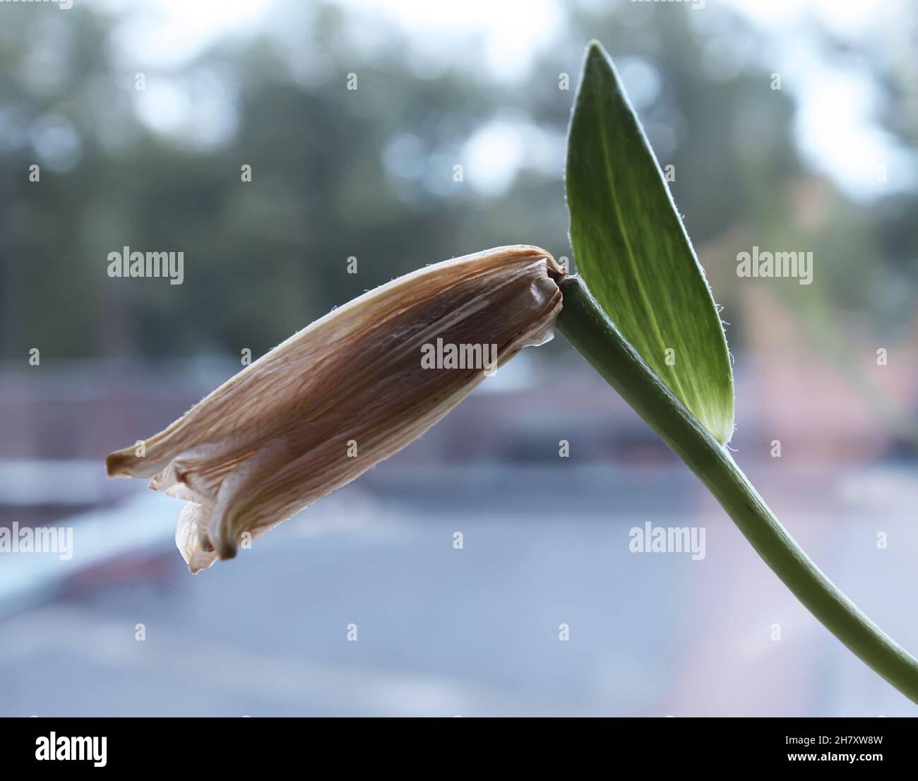 Fower field hi-res stock photography and images - Alamy