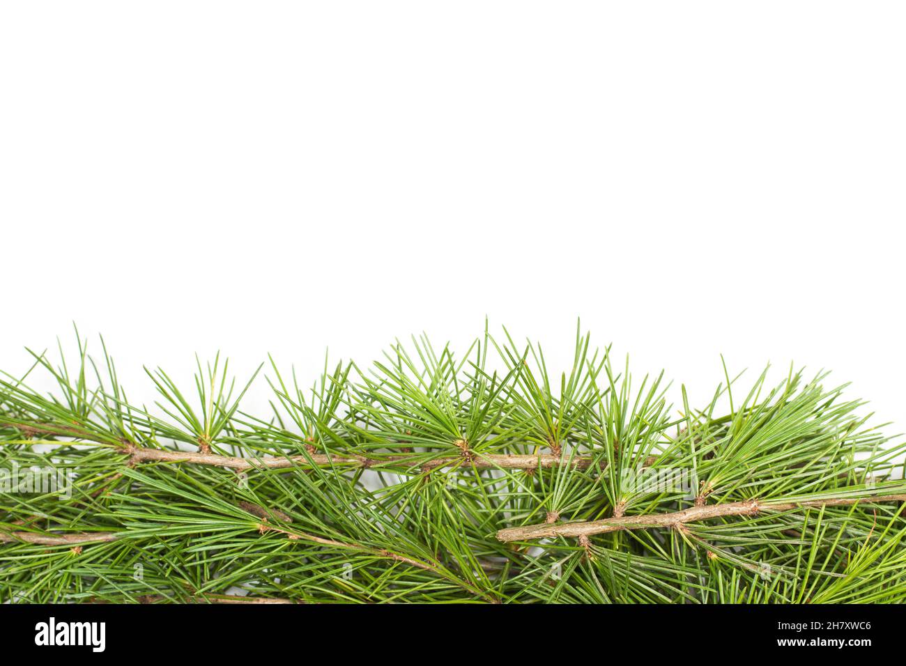 Fir branches isolated on a white background Stock Photo - Alamy