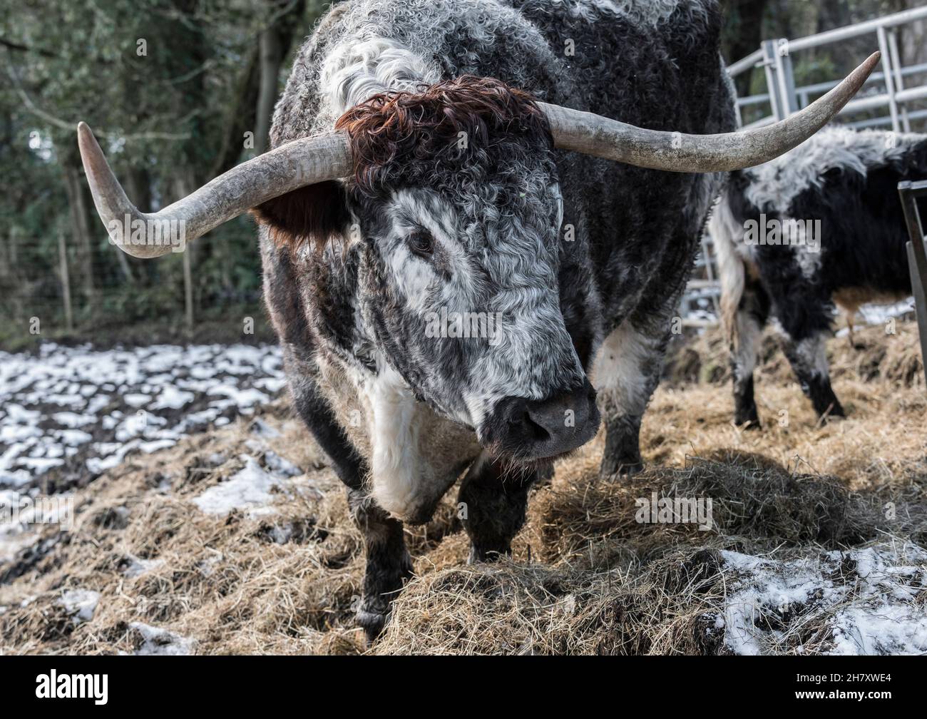 Bull bars hi-res stock photography and images - Alamy