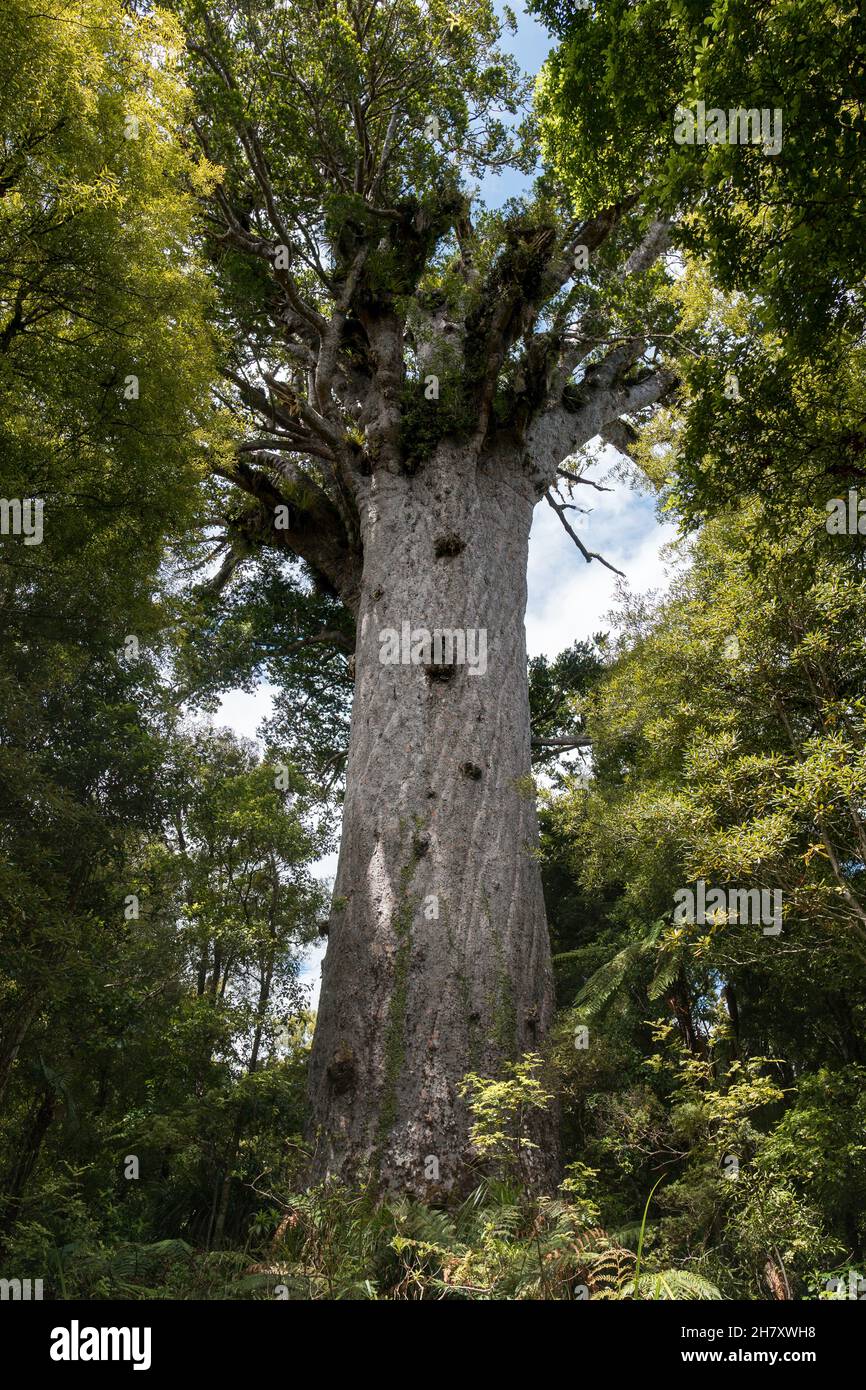 Gigantic kauri tree growing in Waipoua forest, Northland, New Zealand ...
