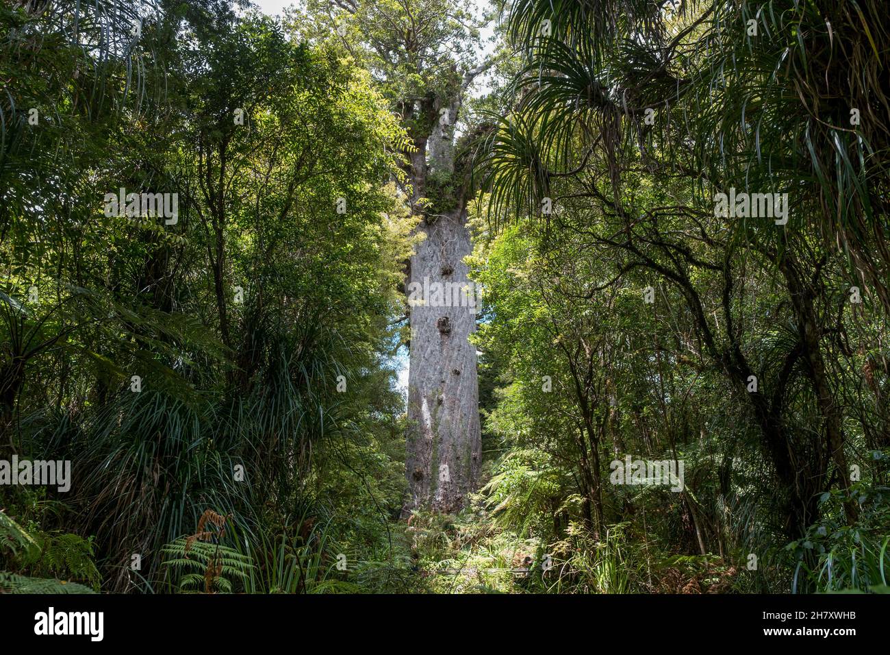 Gigantic kauri tree growing in Waipoua forest, Northland, New Zealand ...