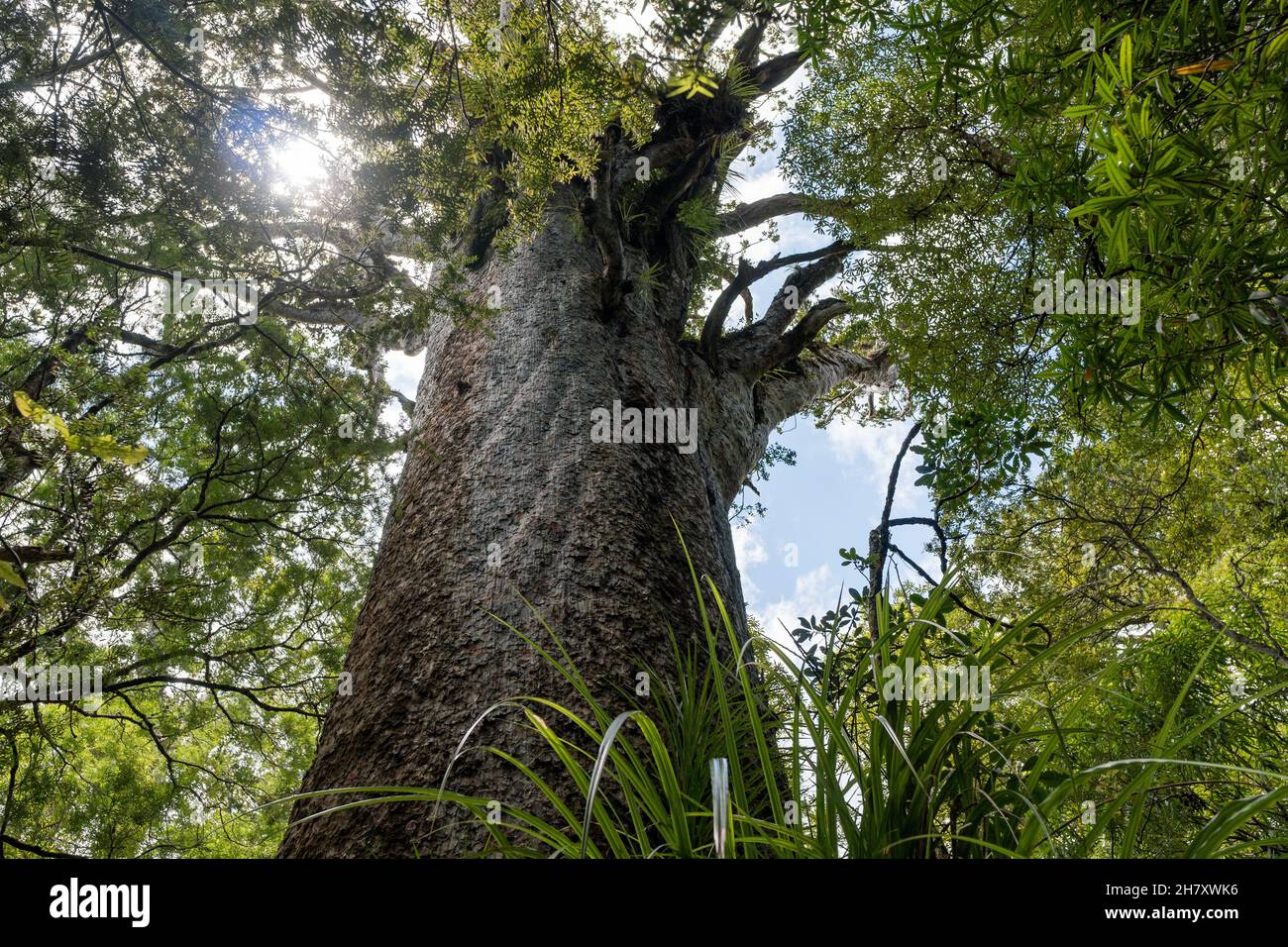 Kauri Trees, New Zealand Hi-res Stock Photography And, 45% OFF
