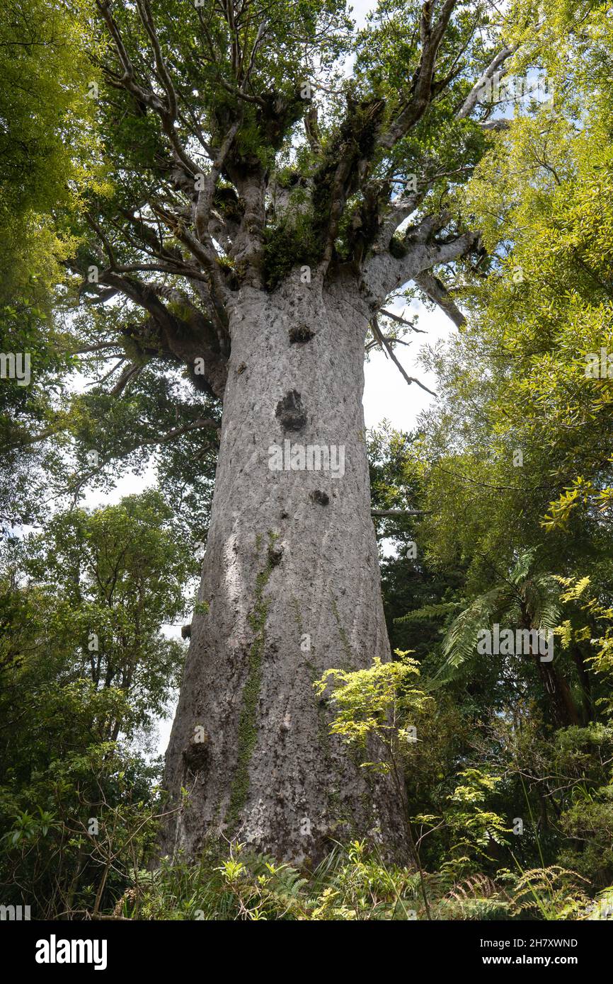 Gigantic kauri tree growing in Waipoua forest, Northland, New Zealand ...