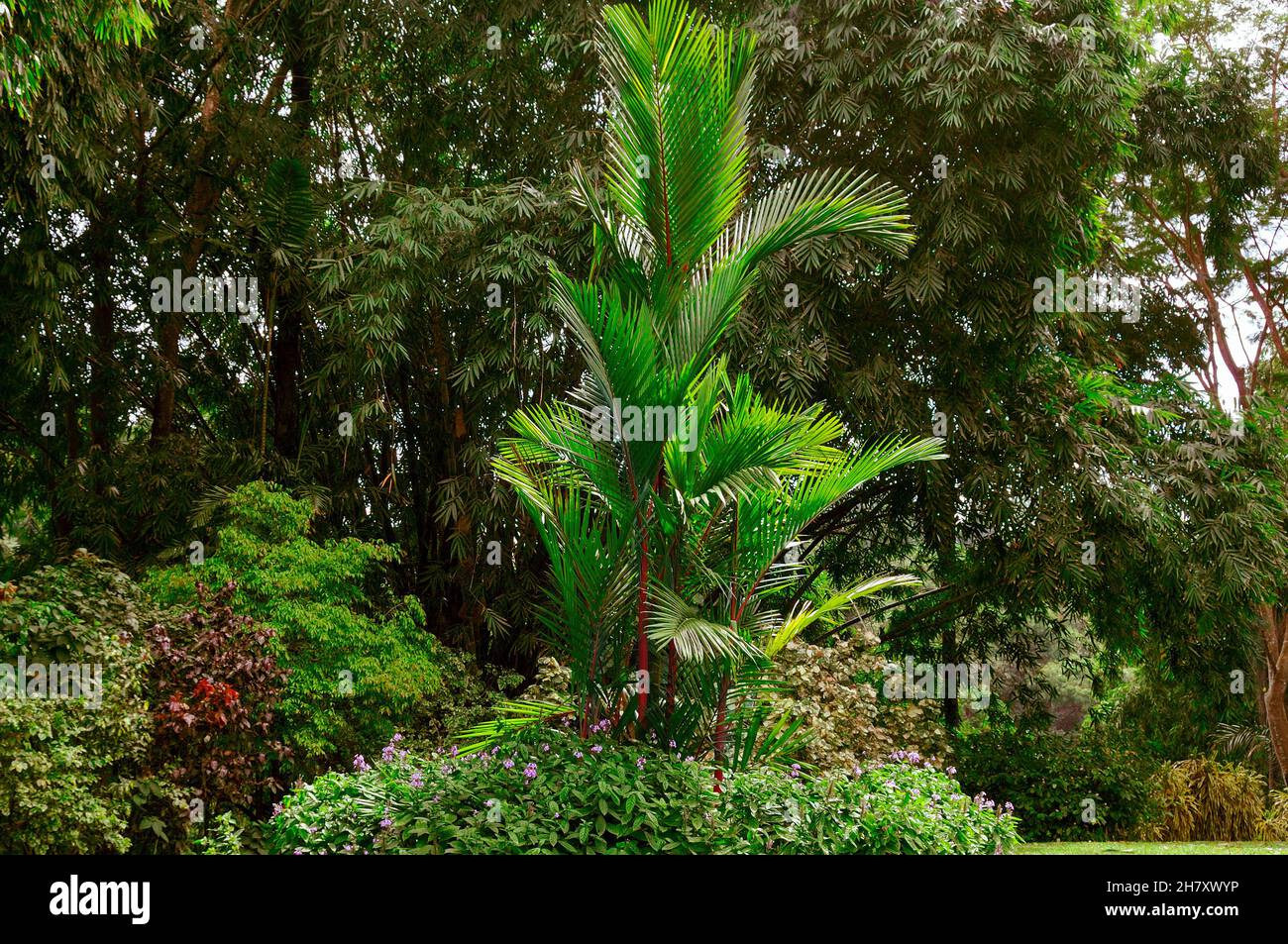 Magnificent tropical park with beautiful trees and flowers Stock Photo ...