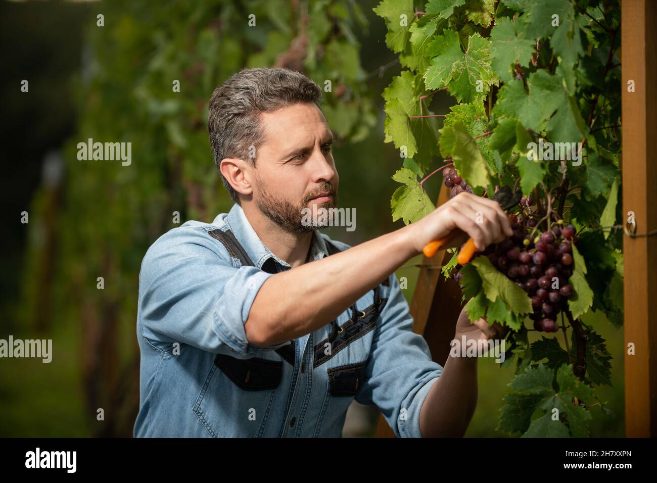 enologist with garden scissors. farmer cut grapevine. vinedresser cutting grapes bunch Stock ...