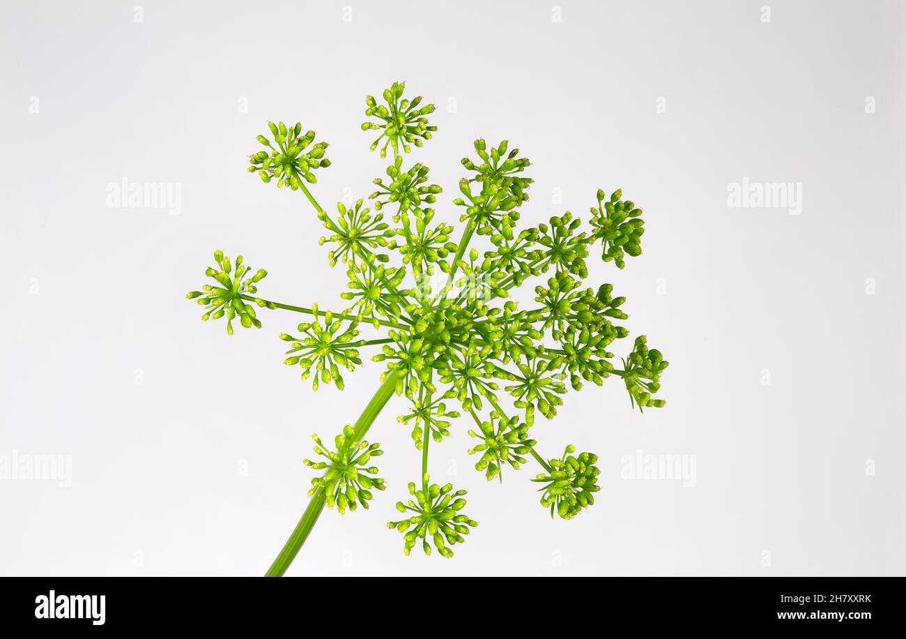 Italian parsley or garden parsley, Petroselinum crispum, flower blossom ...