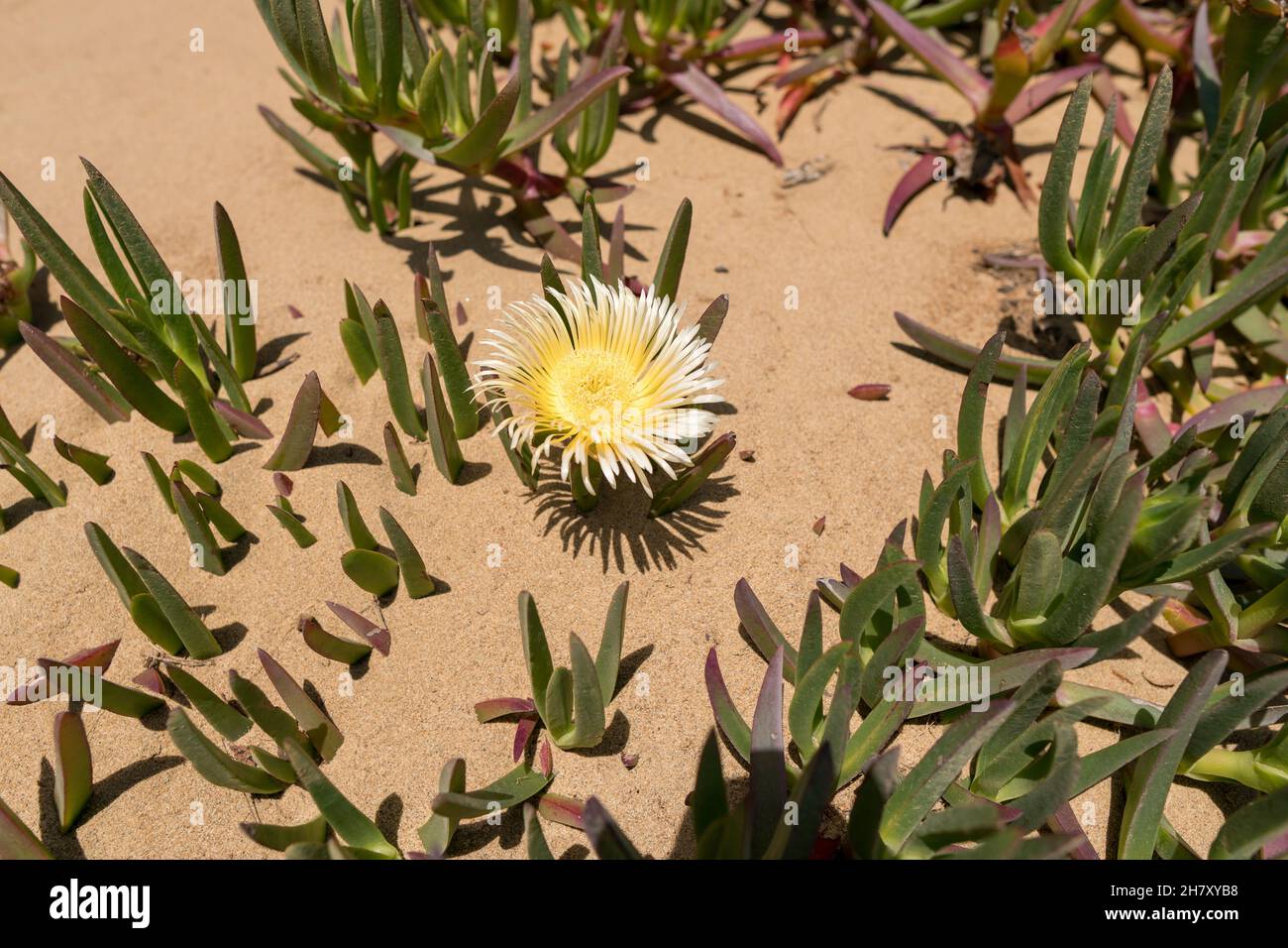 Yellow Flower Carpobrotus Edulis or Hottentot Fig in New Zealand Stock ...