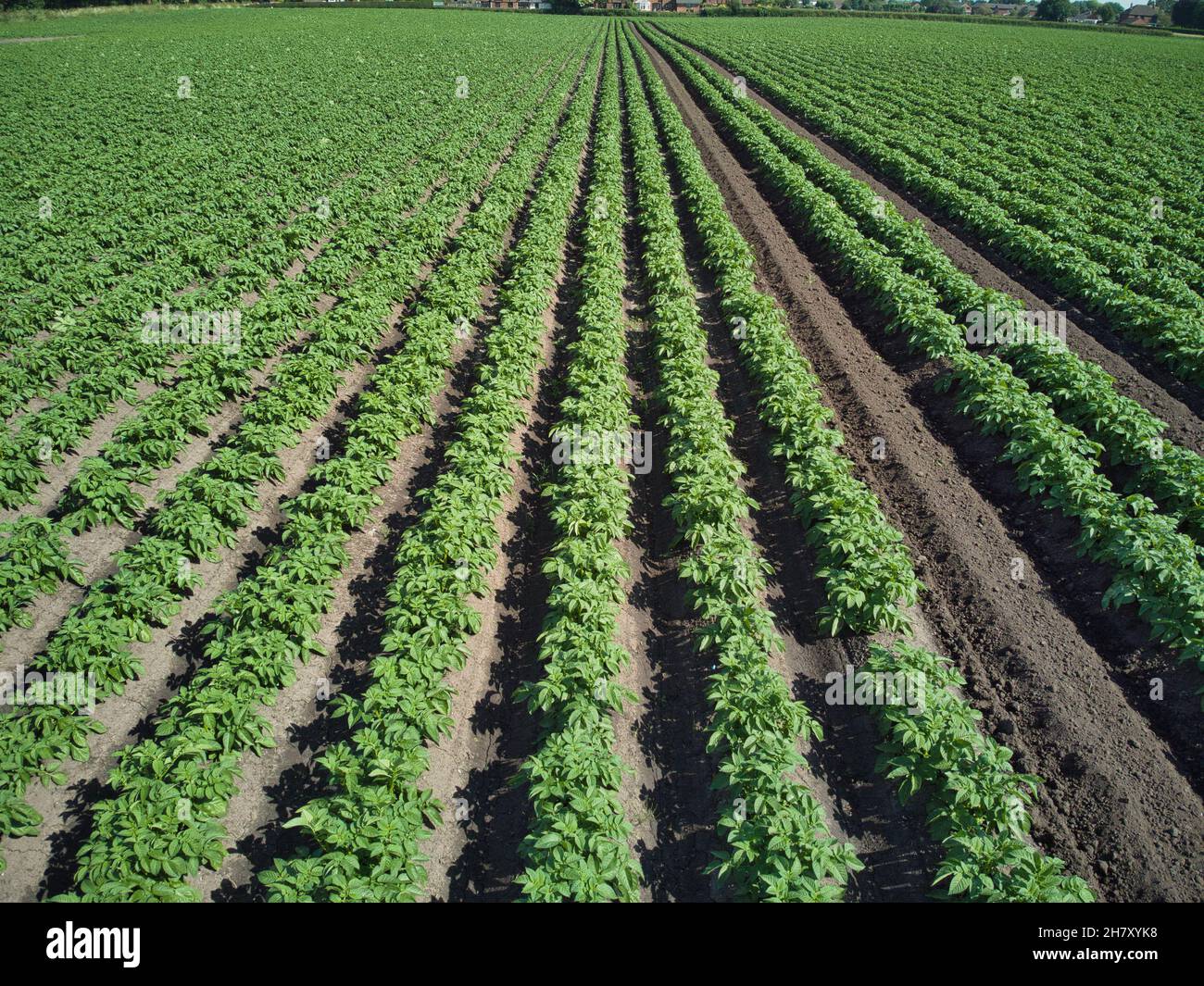 English potato plants in ploughed field Stock Photo - Alamy