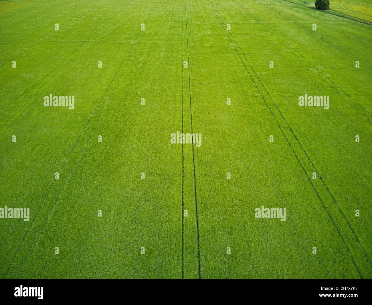 English green barley field pattern Stock Photo - Alamy