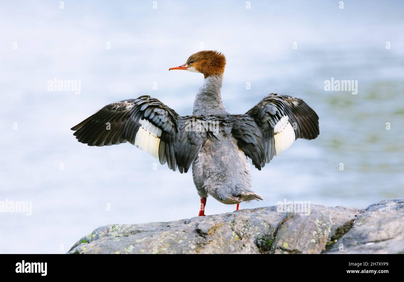 Female stretching her wings hi-res stock photography and images - Alamy