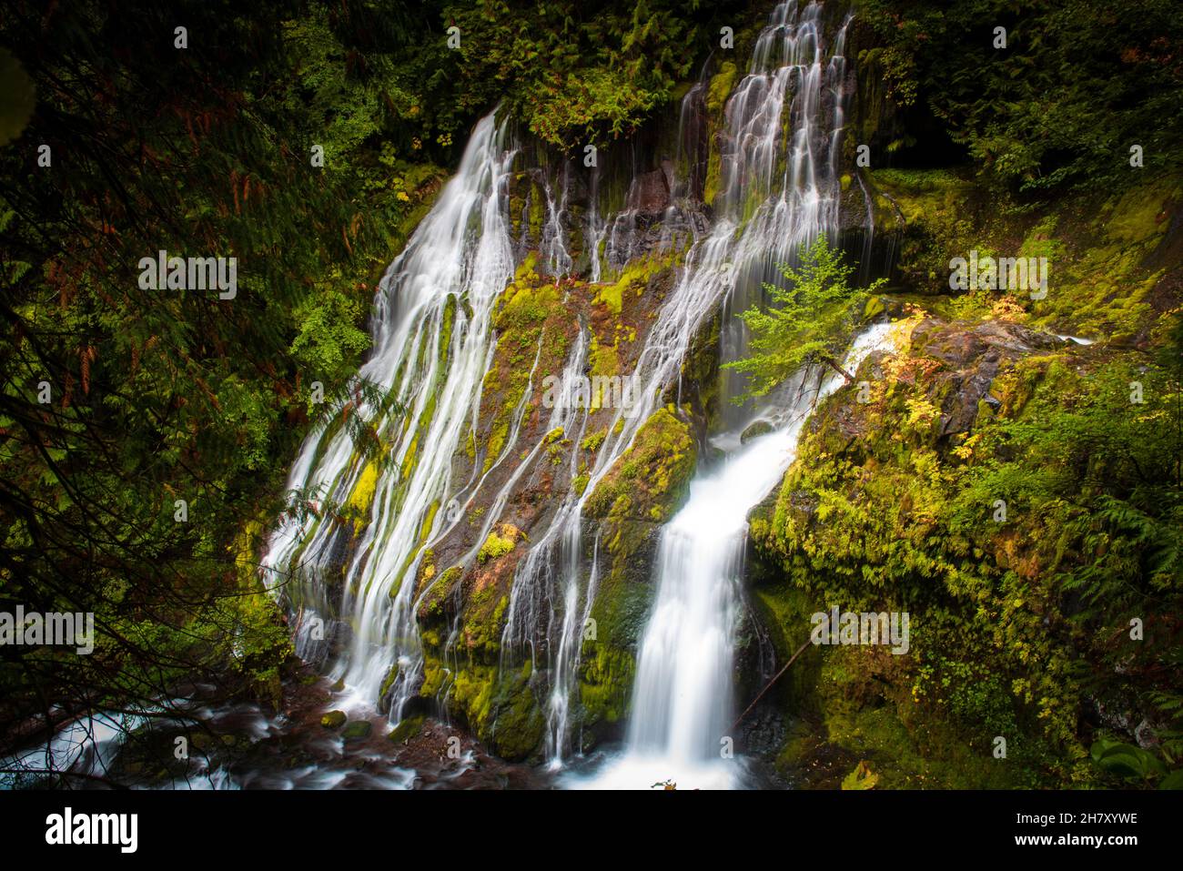 Panther state forest hi-res stock photography and images - Alamy