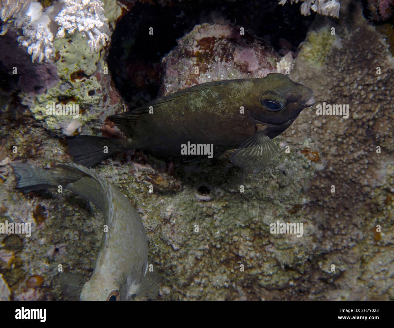 A Dusky Rabbitfish (Siganus luridus) in the Red Sea, Egypt Stock Photo ...