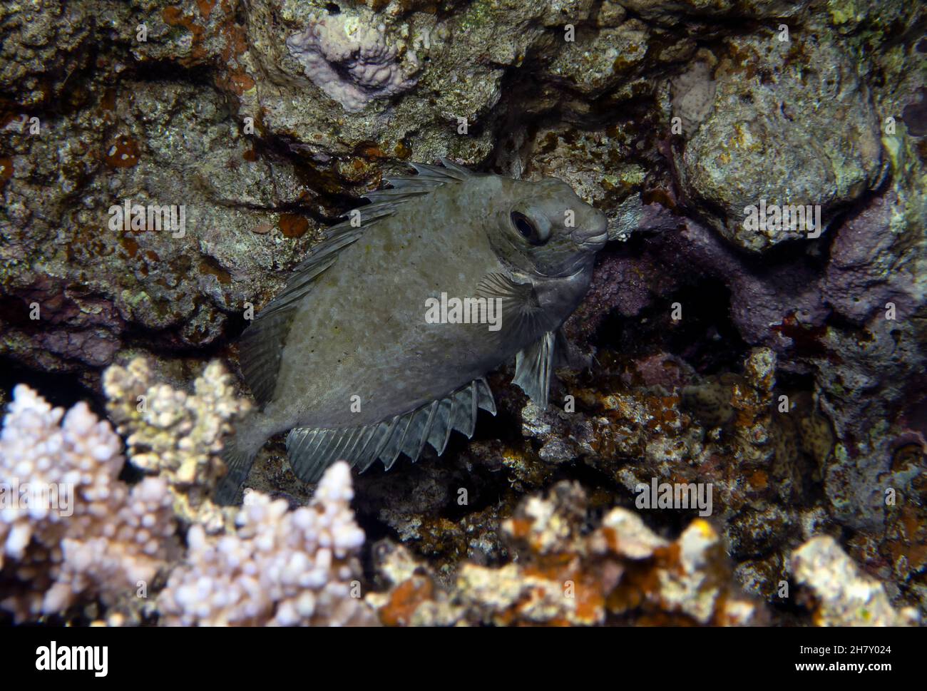 A Dusky Rabbitfish (Siganus luridus) in the Red Sea, Egypt Stock Photo ...