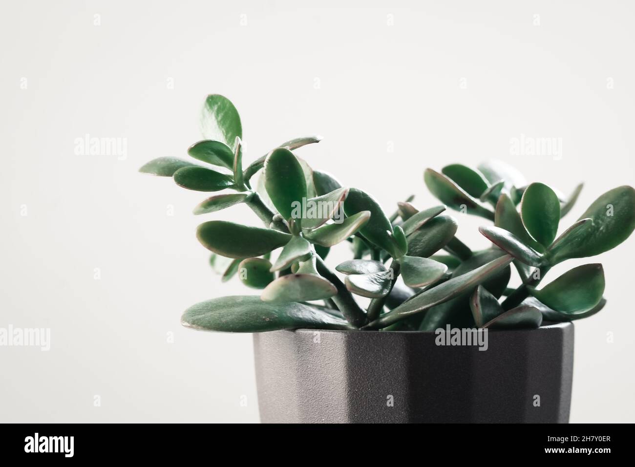 Set cute pots succulent hi-res stock photography and images - Alamy