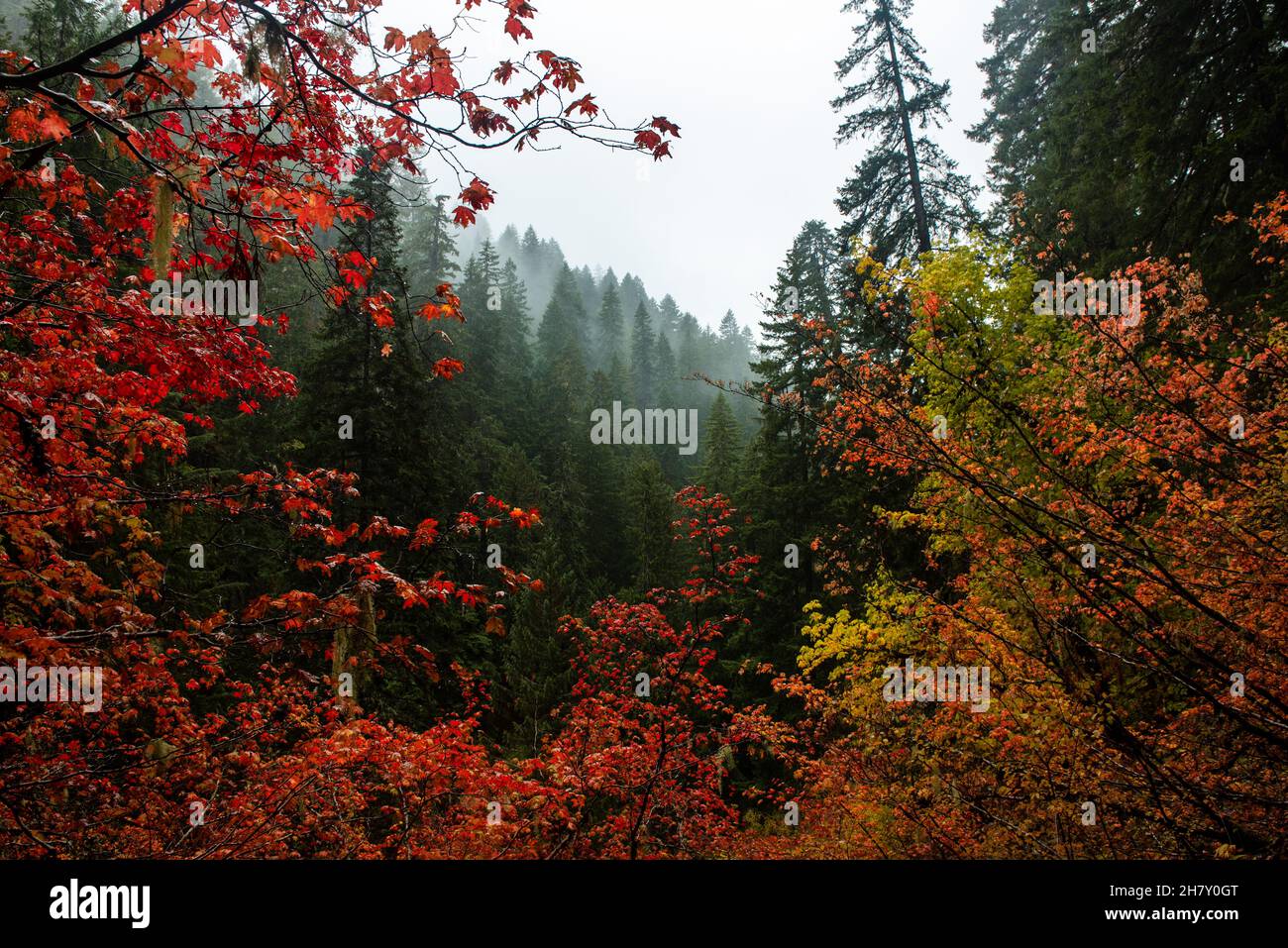 Fall folliage colors in Washington forest Stock Photo - Alamy