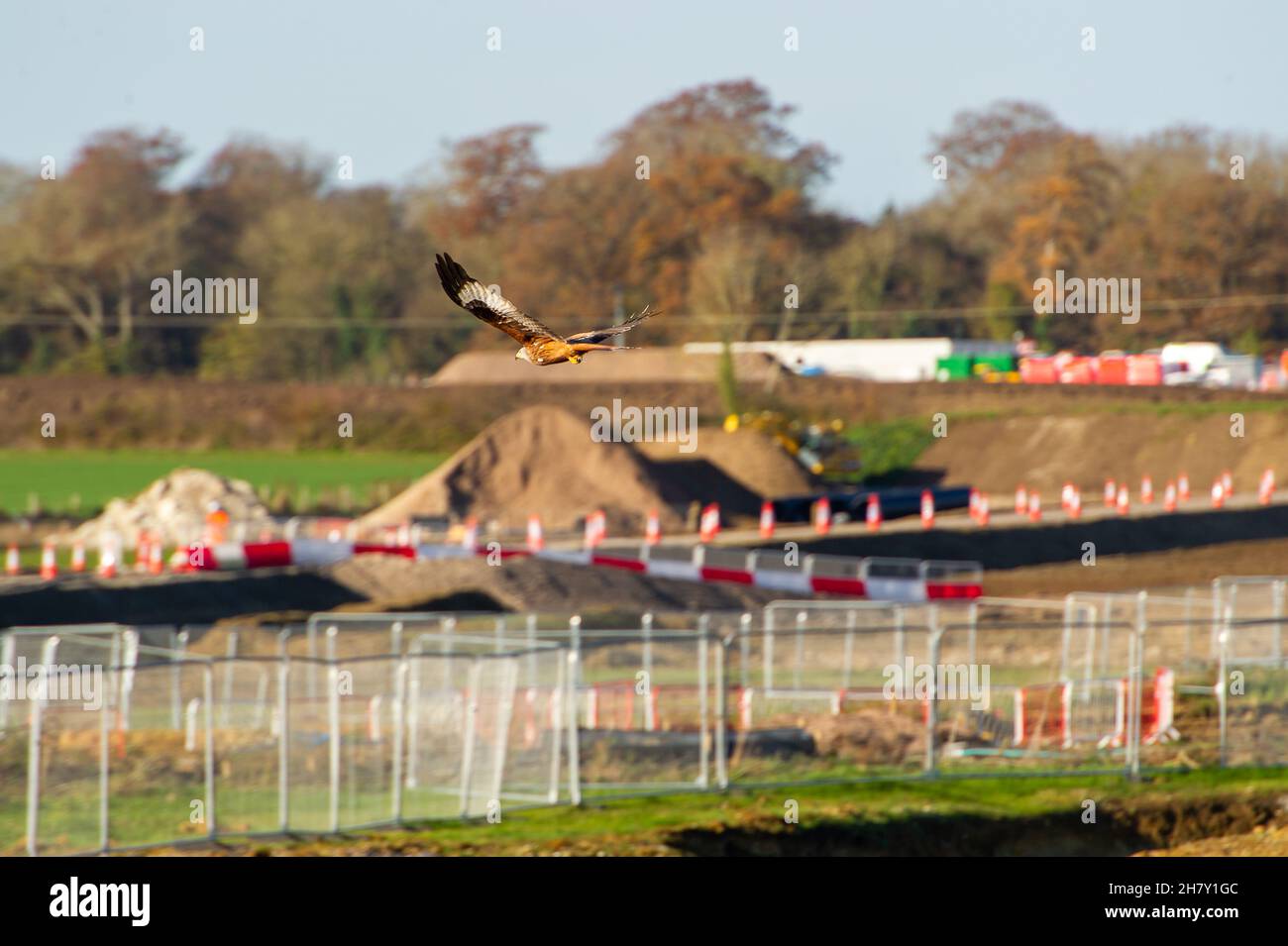 Aylesbury, UK. 25th November, 2021. A red kit circles above the ...