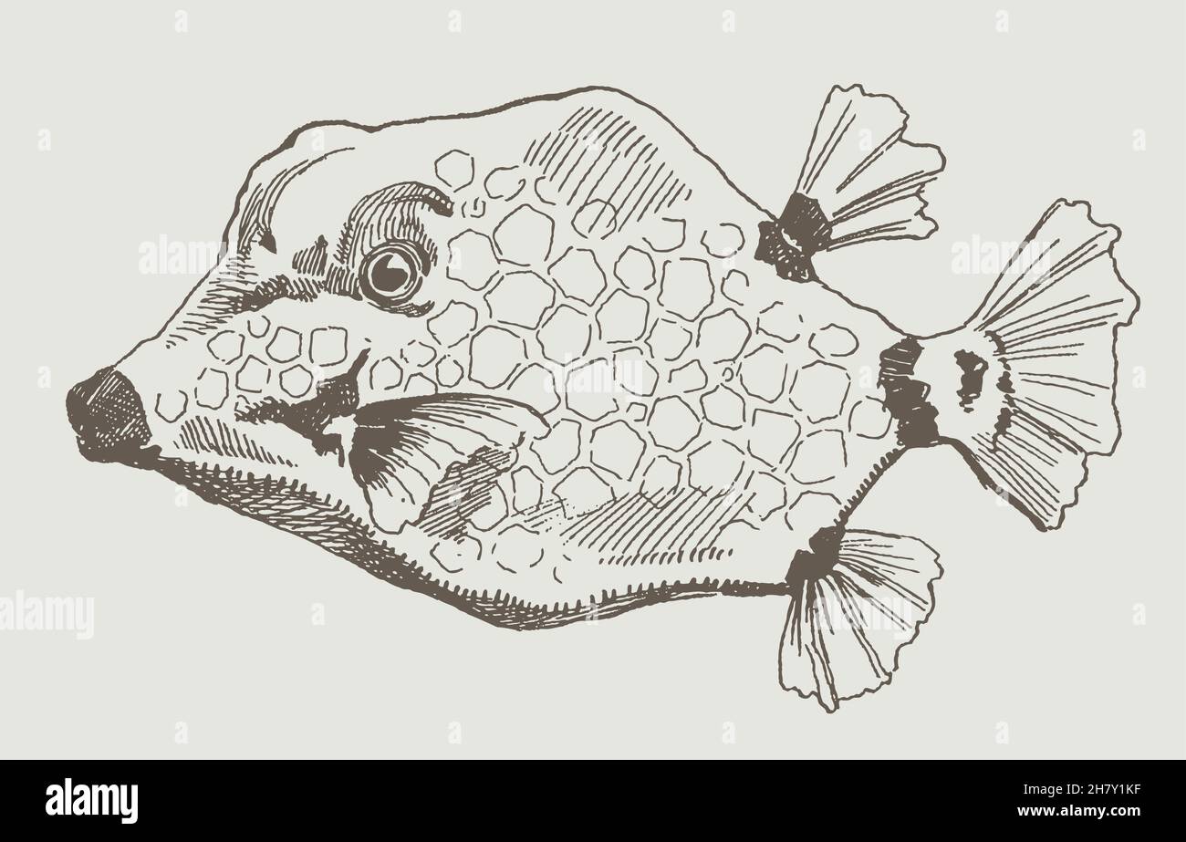 Scrawled cowfish acanthostracion quadricornis in profile view, after ...