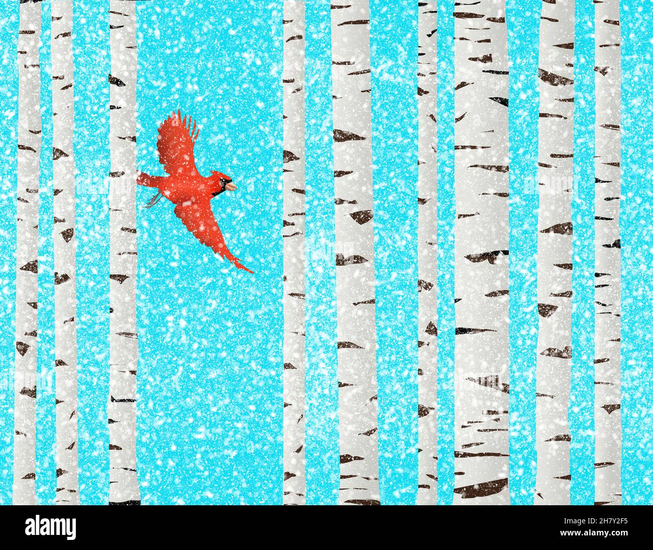 A cardinal bird is seen flying between paper birch trees during a snow ...