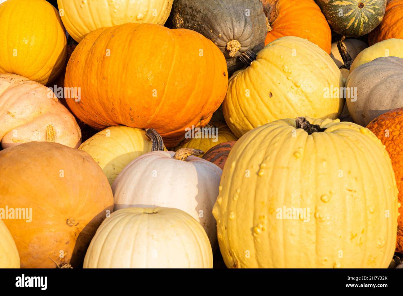 A group of a variety of pumpkins groups together in an autumn display ...