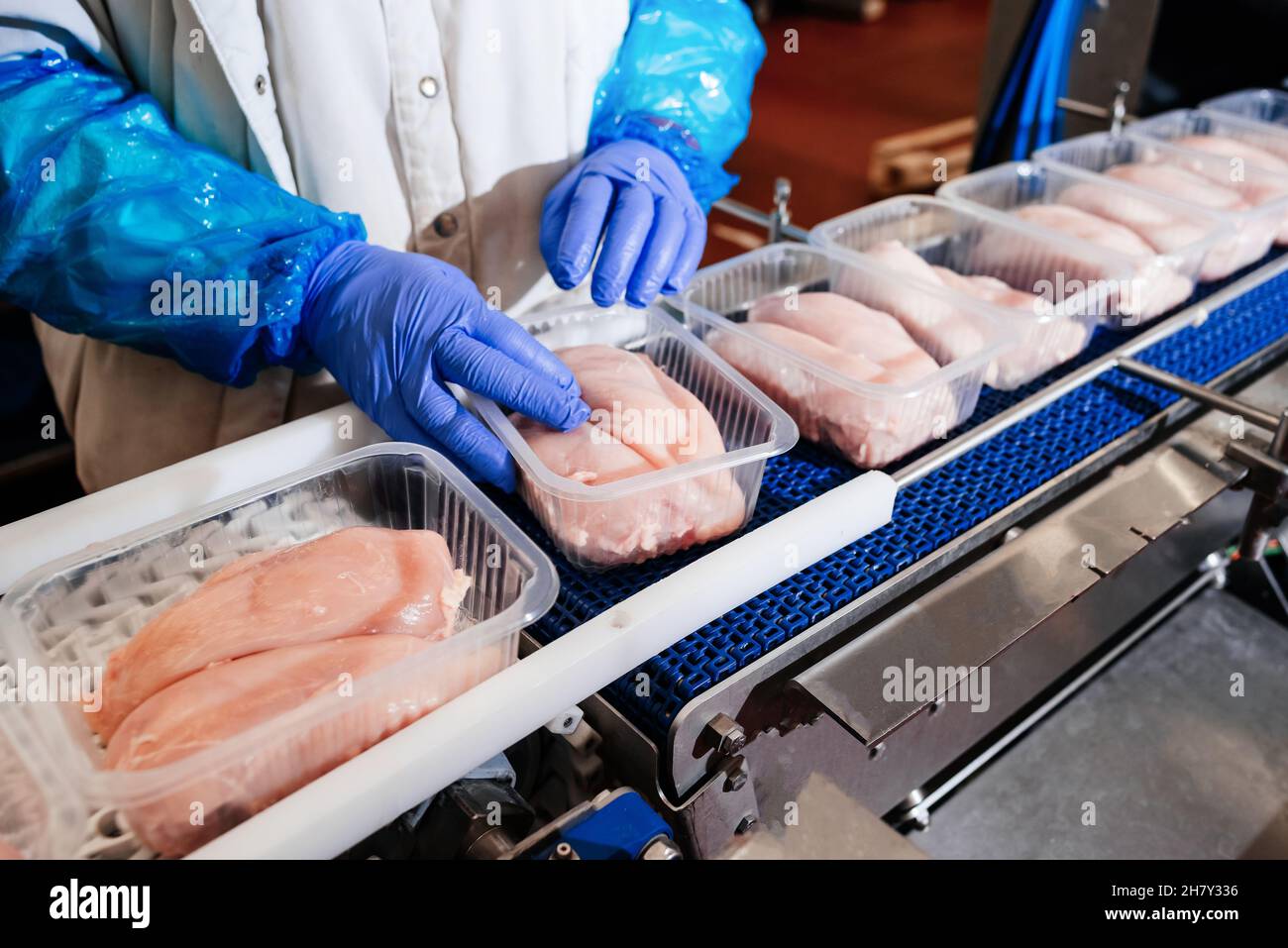 Meat processing plant.Chicken fillet production line .Automated ...