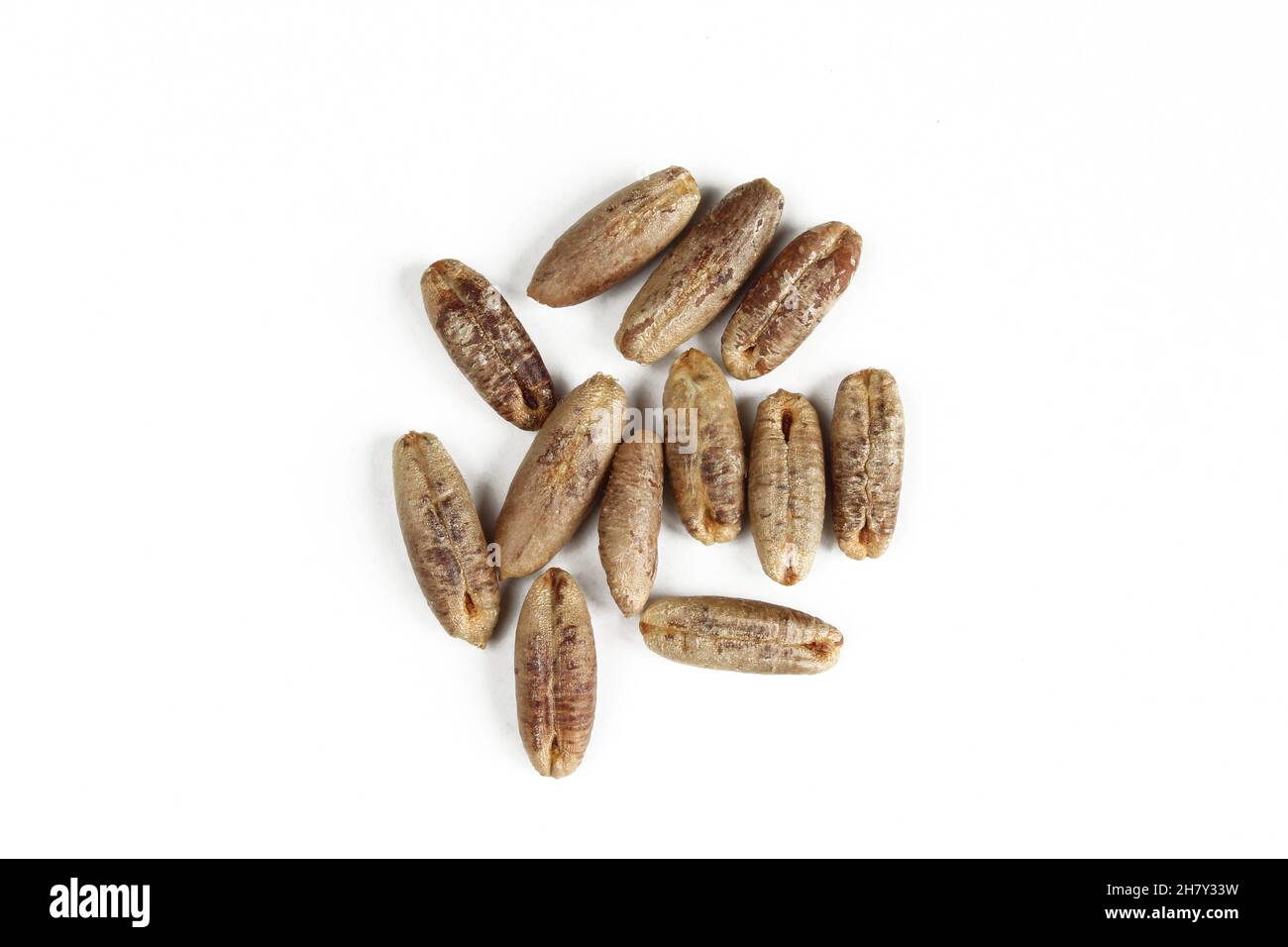 Group of date seeds isolated on white background Stock Photo - Alamy