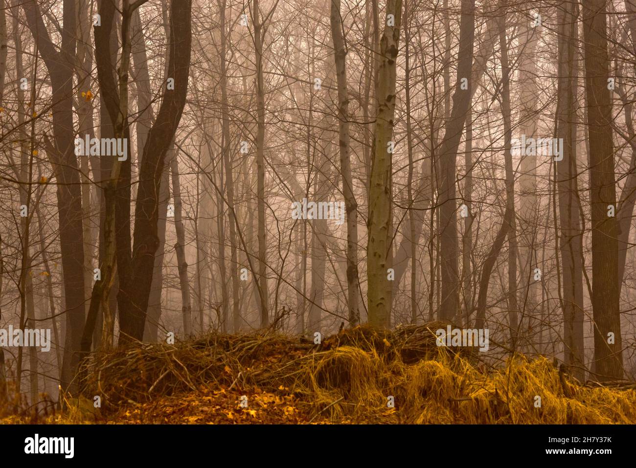 Dark, mysterious, and foggy forest in late fall. Fantasy forest Stock ...