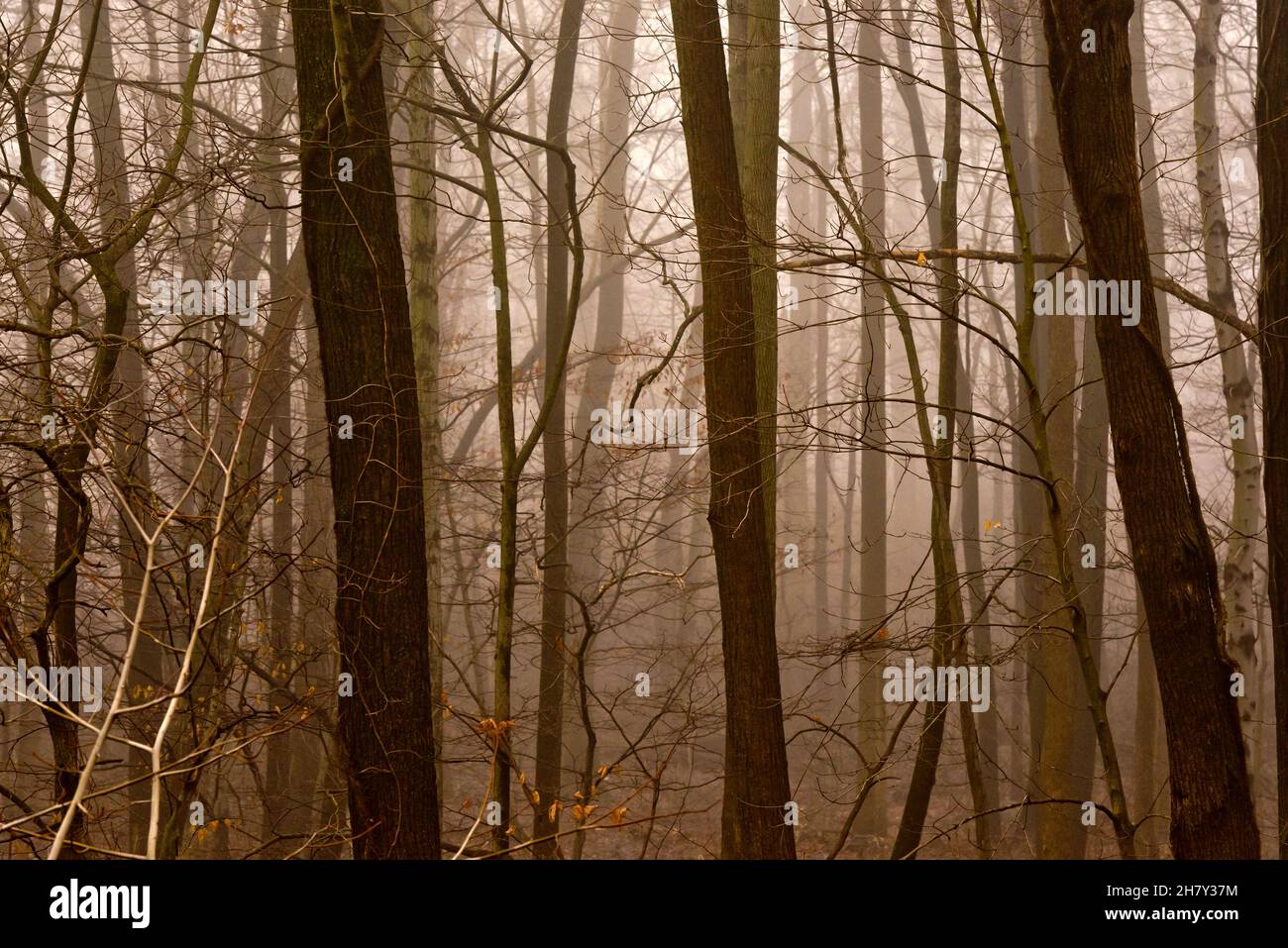Dark, mysterious, and foggy forest in late fall. Fantasy forest Stock ...
