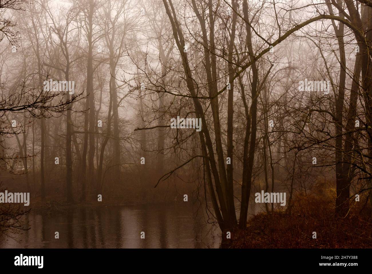 Dark, mysterious, and foggy forest in late fall. Fantasy forest Stock ...