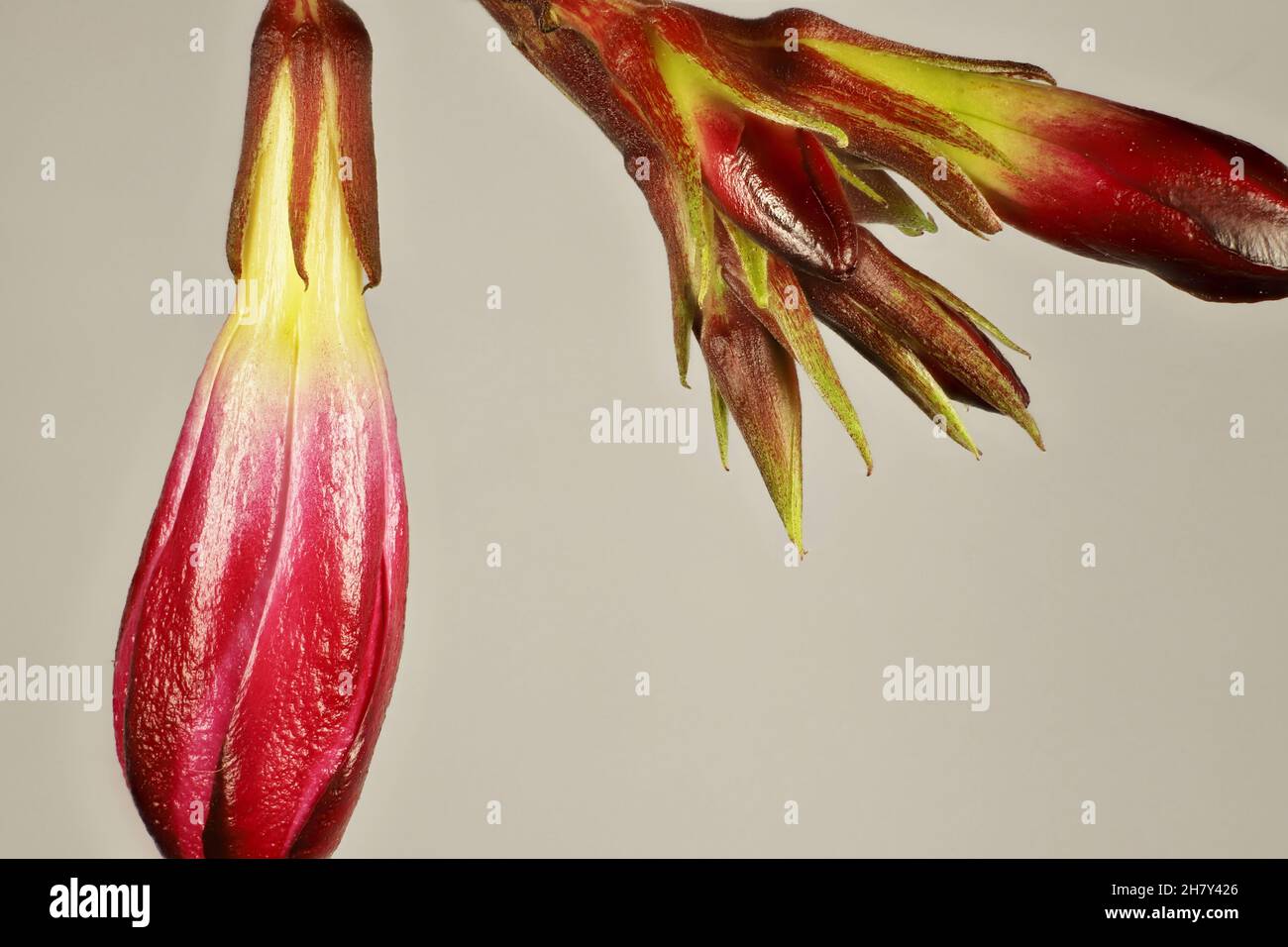 Super macro view of isolated Oleander (Nerium oleander) buds Stock ...