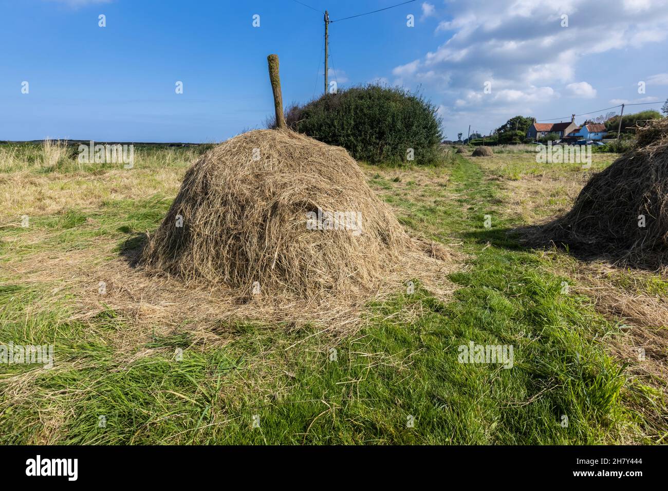 Traditional small haystacks naturally drying hay in the sun and open ...