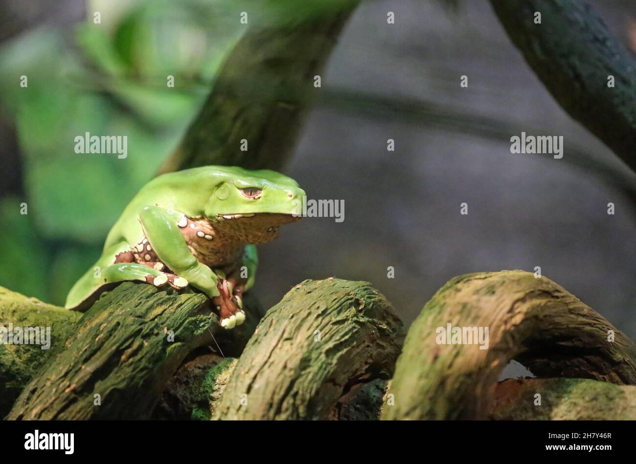 Green tree frog Stock Photo - Alamy