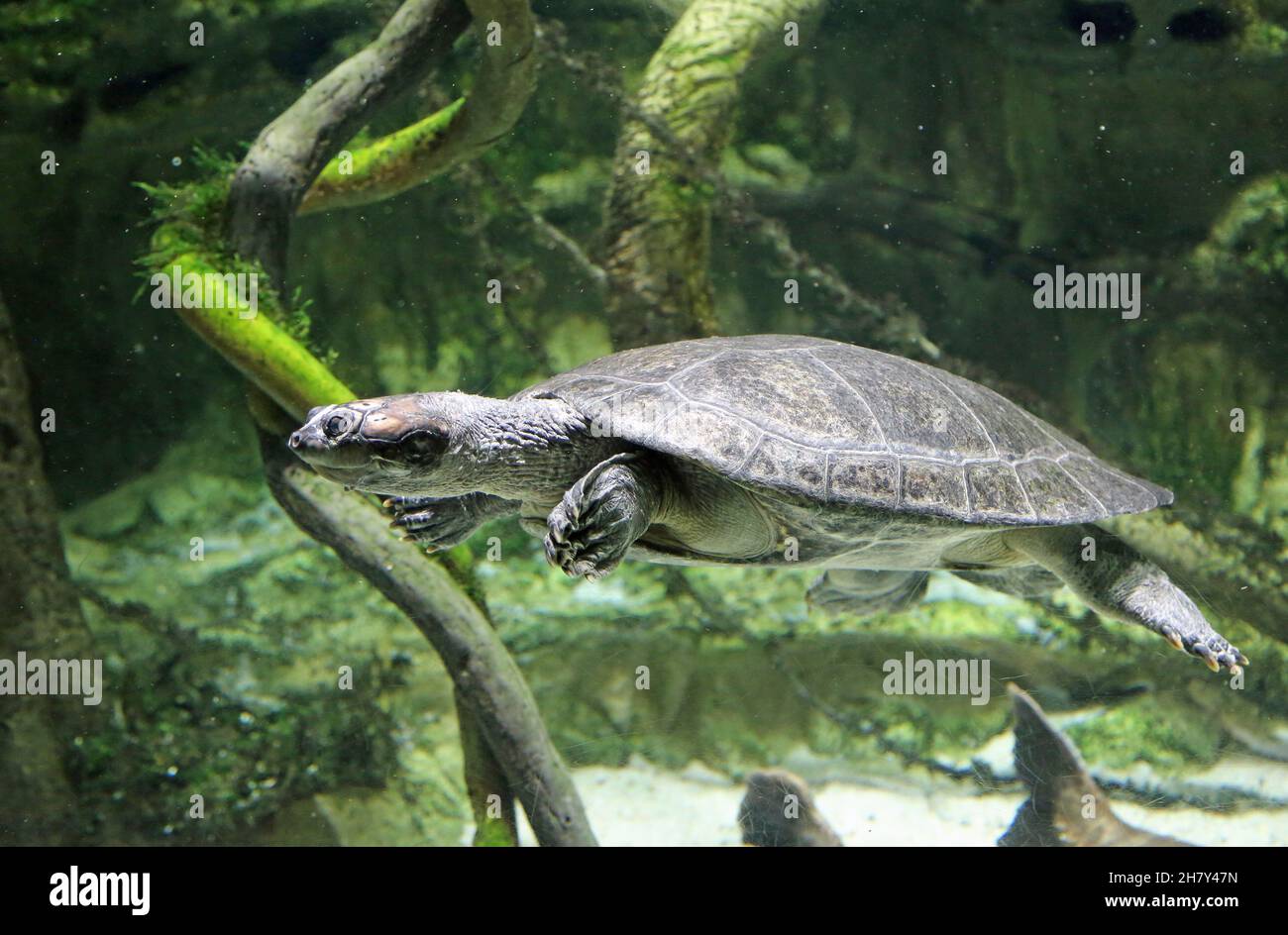 Turtle profile view hi-res stock photography and images - Alamy