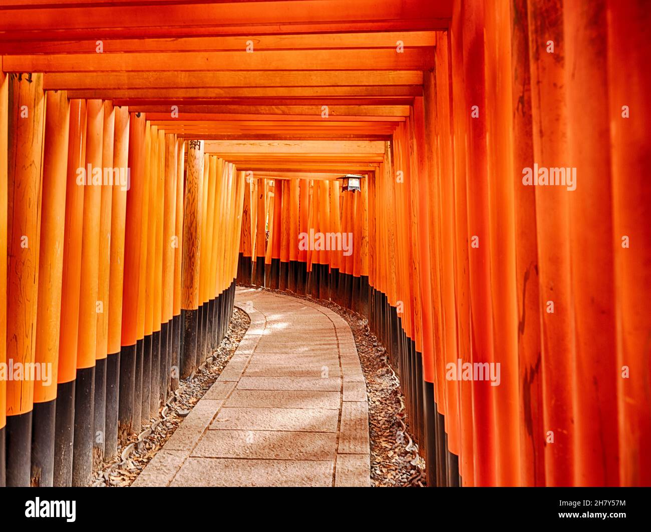 A long pathway glows in the light of hundreds of orange torii gates at ...