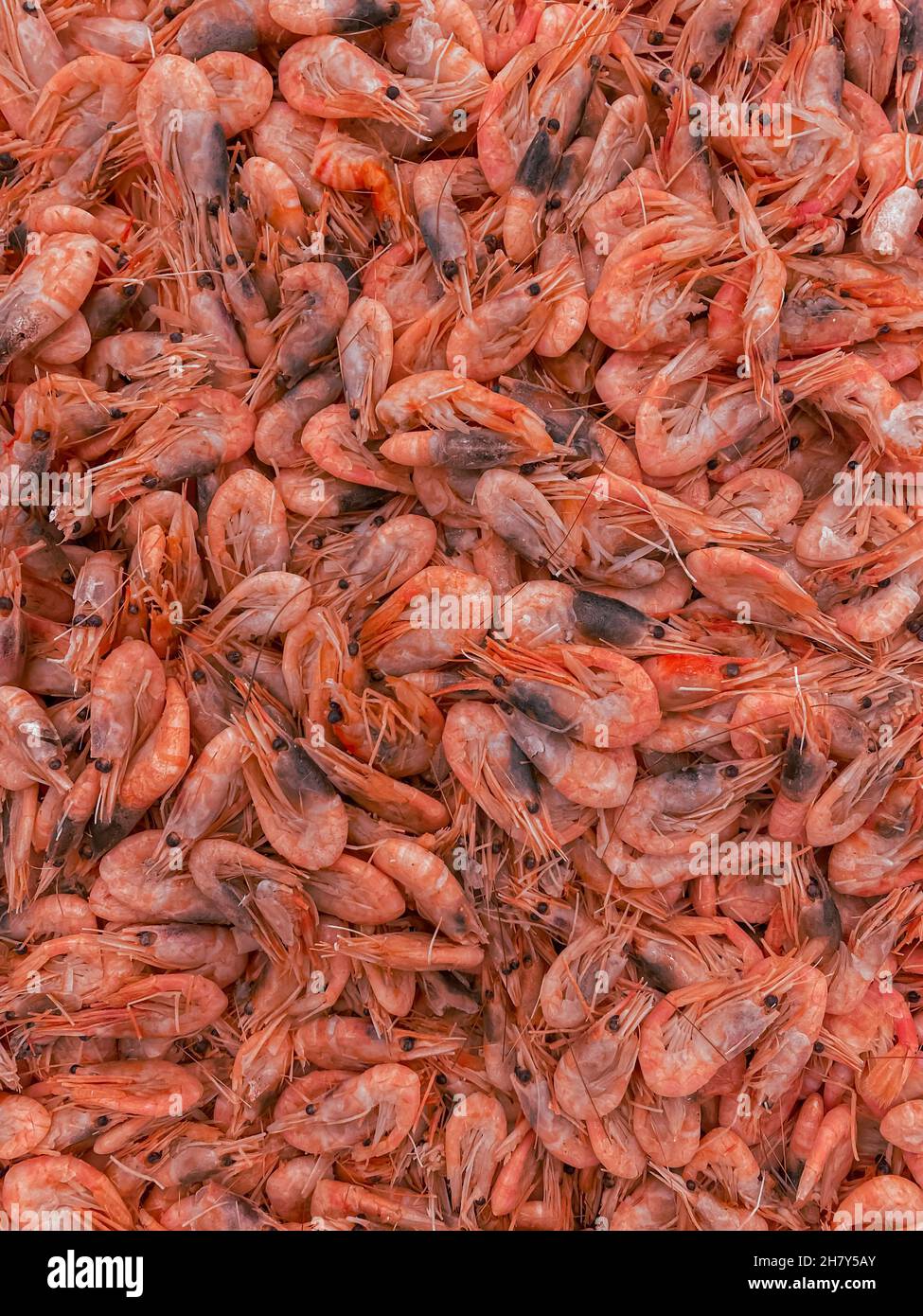 Cooked shrimp living Coral color. A corral shrimp cocktail Jumbo size ...