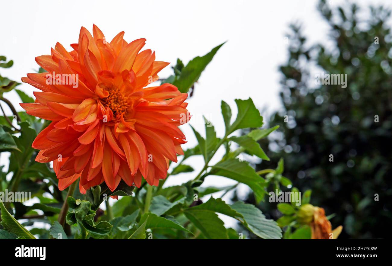 Beautiful orange color dahlia flower hi-res stock photography and ...