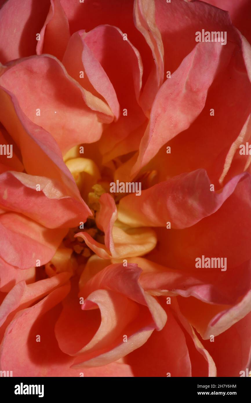 Big size red rose hi-res stock photography and images - Alamy