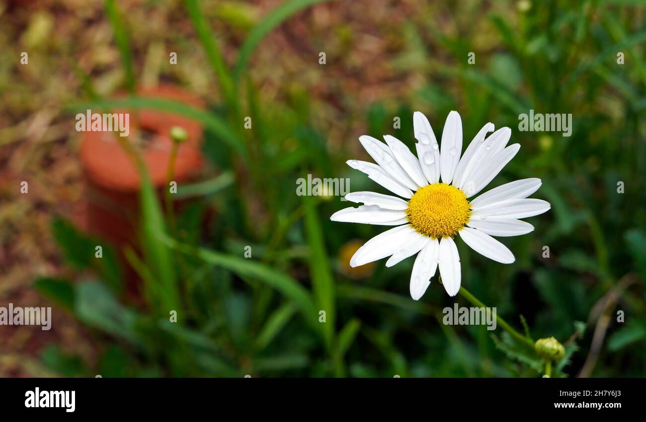 Daisy leucanthemum vulgare in hi-res stock photography and images - Alamy
