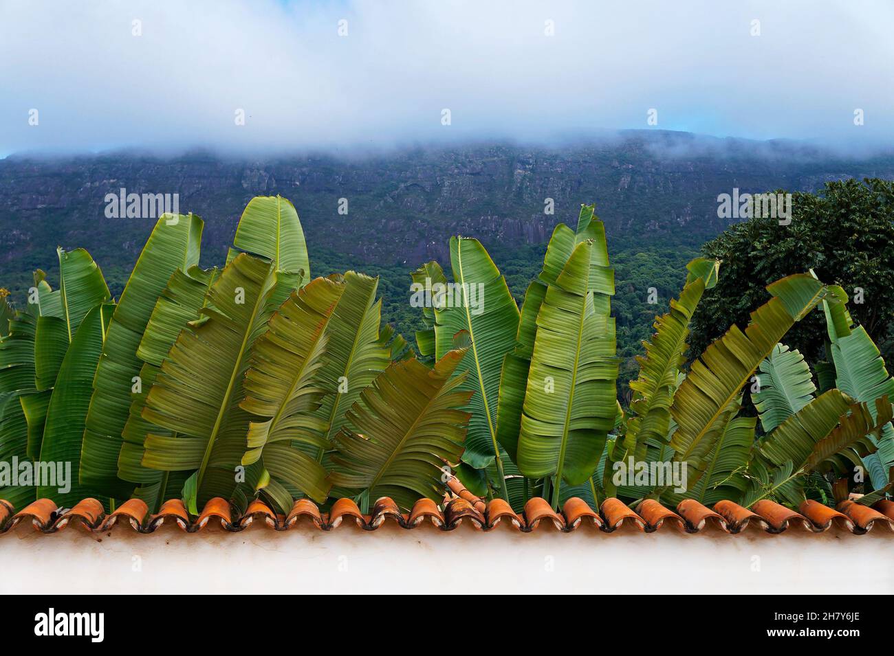 Traveller's tree leaves (Ravenala madagascariensis Stock Photo - Alamy