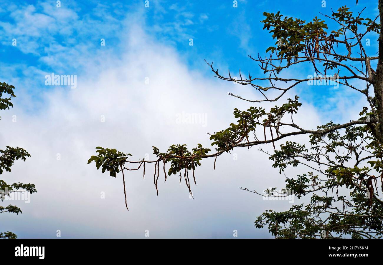 Ipe tree hi-res stock photography and images - Alamy