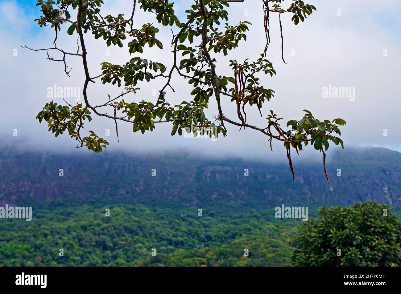 Ipe tree hi-res stock photography and images - Alamy