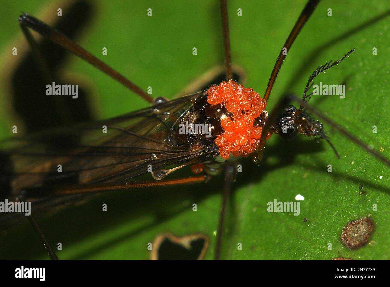 Cranefly (Tilupidae: Gynoplistia sp.) with parasitic trombidiform mites ...