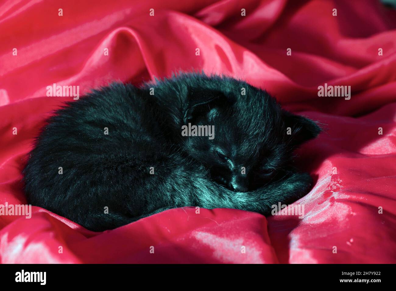 the cat gave birth to kittens. Mother cat gave birth in the sand new ...