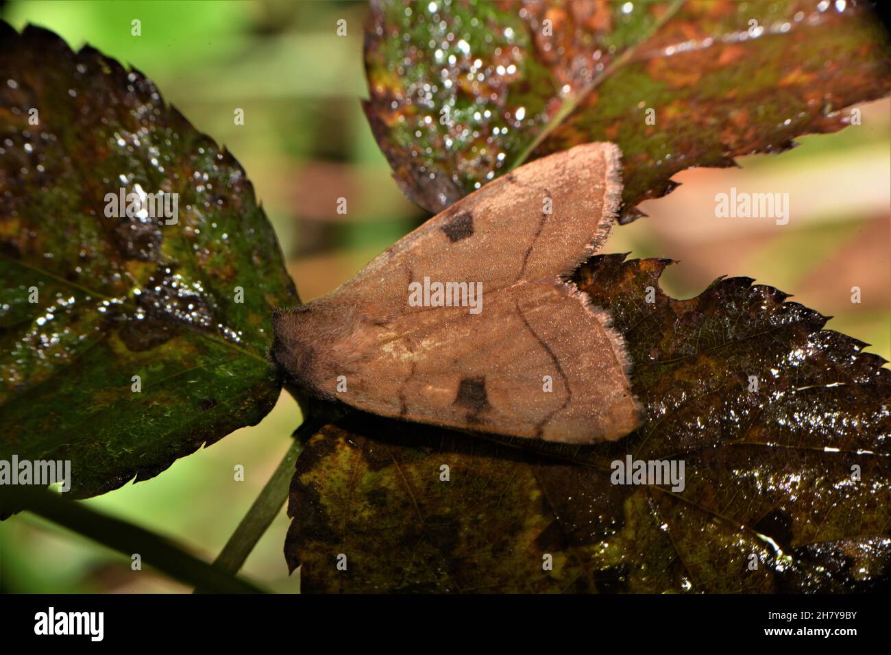 Black dotted brown moth Stock Photo - Alamy