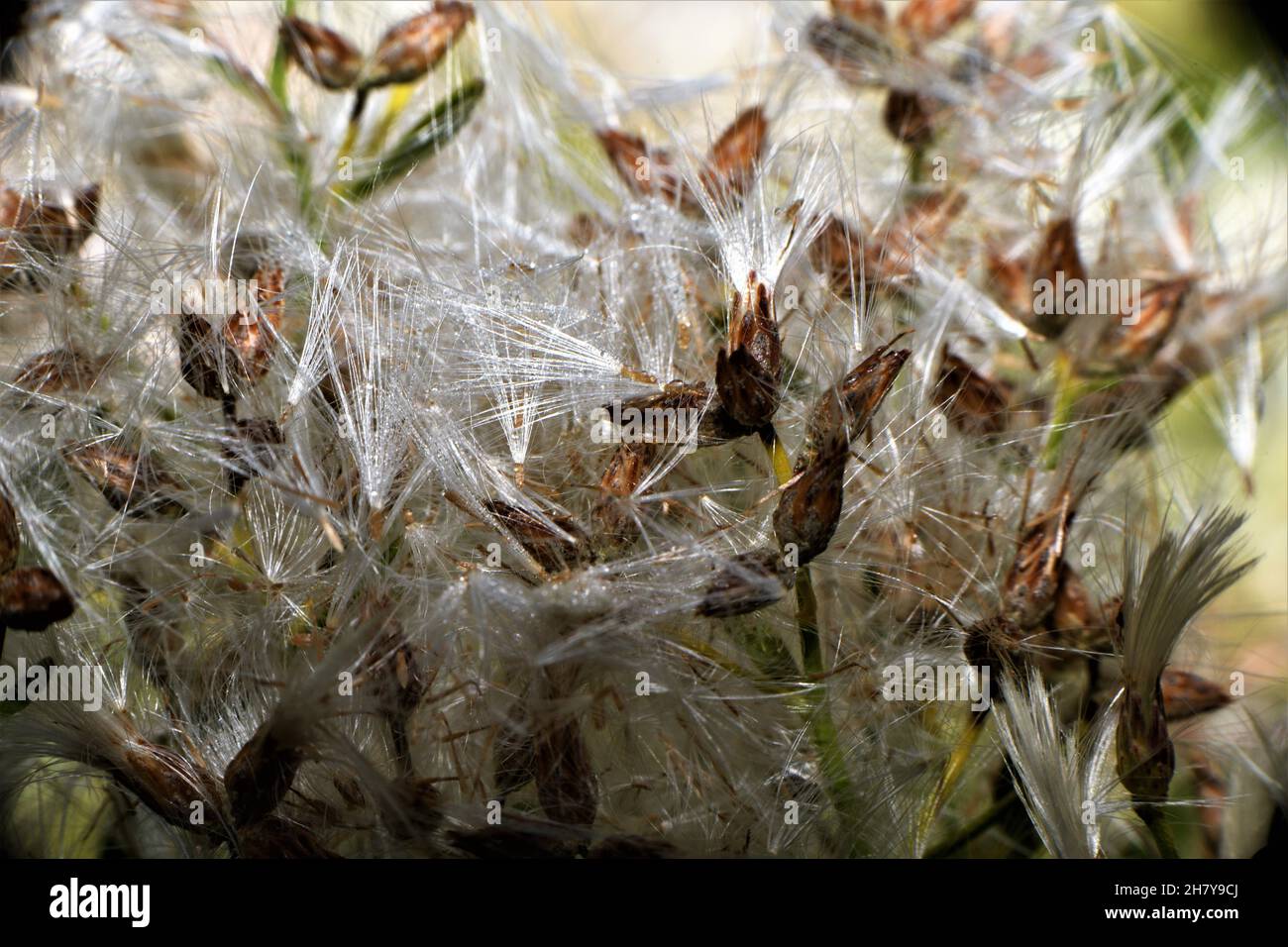 Weed with white fluff hi-res stock photography and images - Alamy